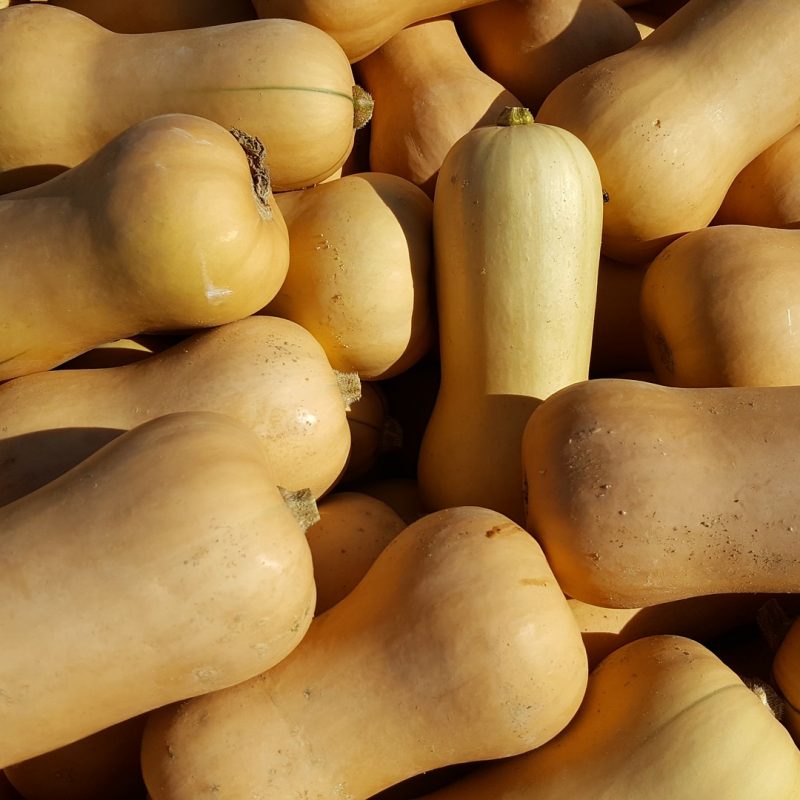 Abóbora Butternut (aprox. 1kg) - Biobaga